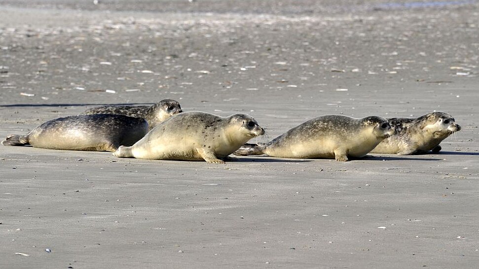 Fernweh: Groningen-Niederlande: Zurück zur Natur